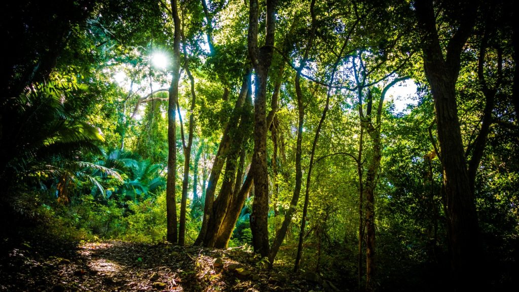 mexico | Global Forest Watch Blog