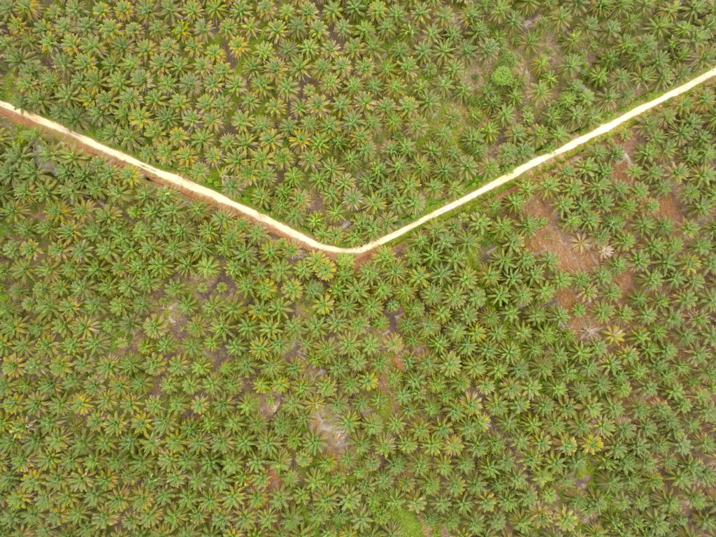 Artificial Intelligence Helps Distinguish the Forests From the Trees ...