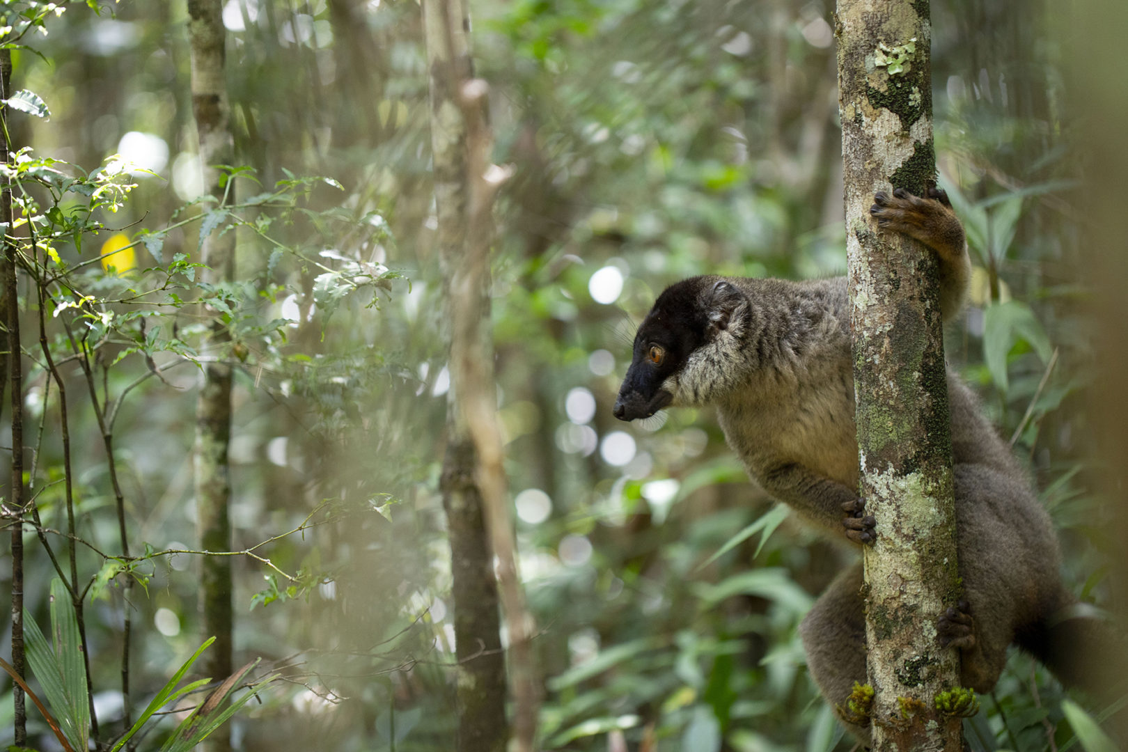 The Madagascar Opportunity: Protecting One Island's Dual Forests ...