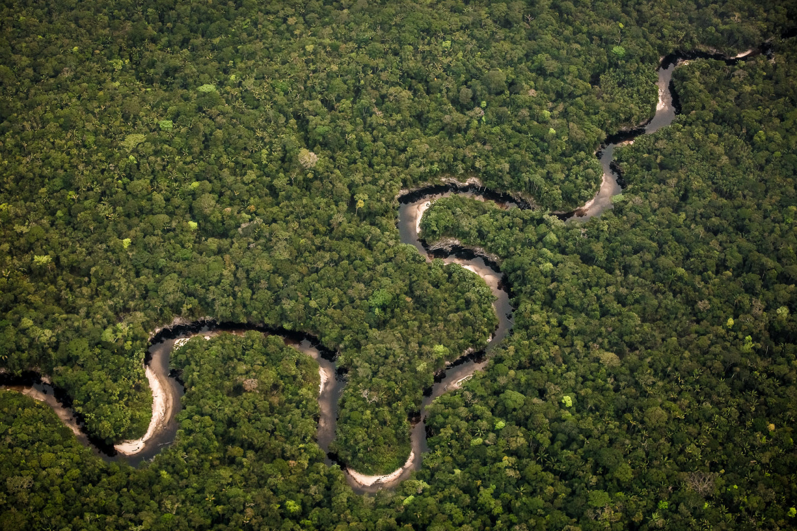 Forests in the IPCC Special Report on Land Use: 7 Things to Know ...