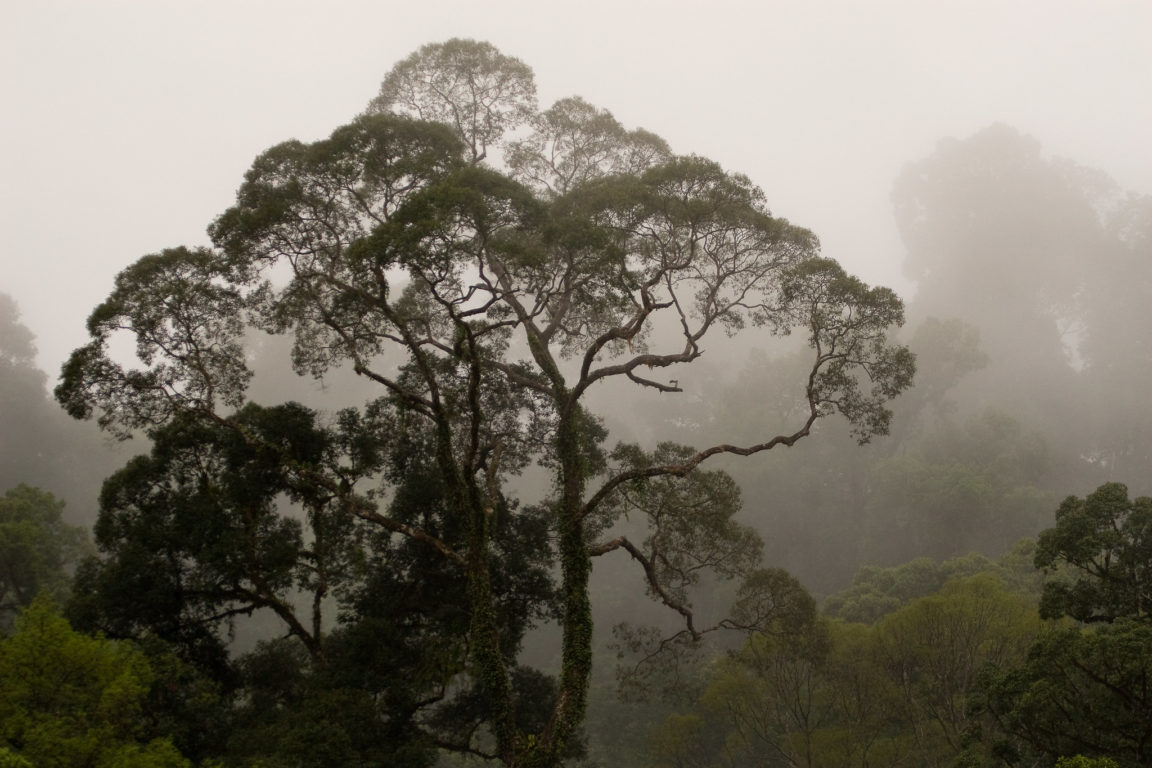 What are Primary Forests and Why Should We Protect Them? | Forest Insights | Global Forest Watch ...