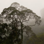 What are Primary Forests and Why Should We Protect Them? | Forest ...
