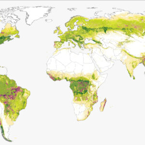 Forest News, Research & Monitoring | Global Forest Watch Blog