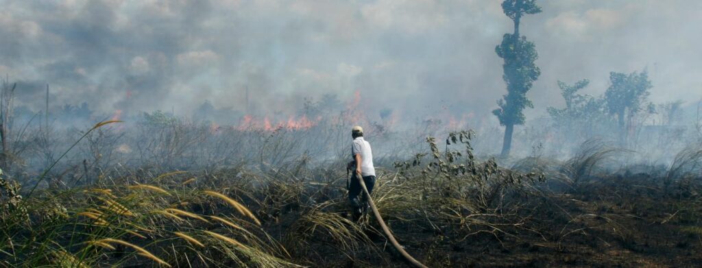 How Rainforests are Formed, and How They are Being Destroyed | Global ...