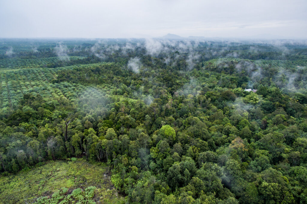 Global Forest Watch’s 2023 Tree Cover Loss Data Explained | GFW Blog