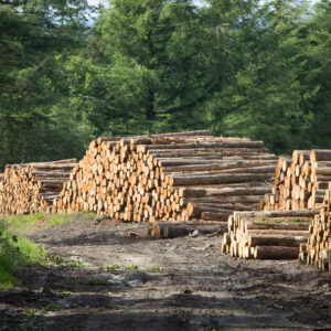 Forest News, Research & Monitoring | Global Forest Watch Blog