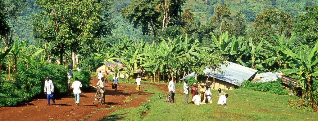 What are Primary Forests and Why Should We Protect Them? | Forest ...
