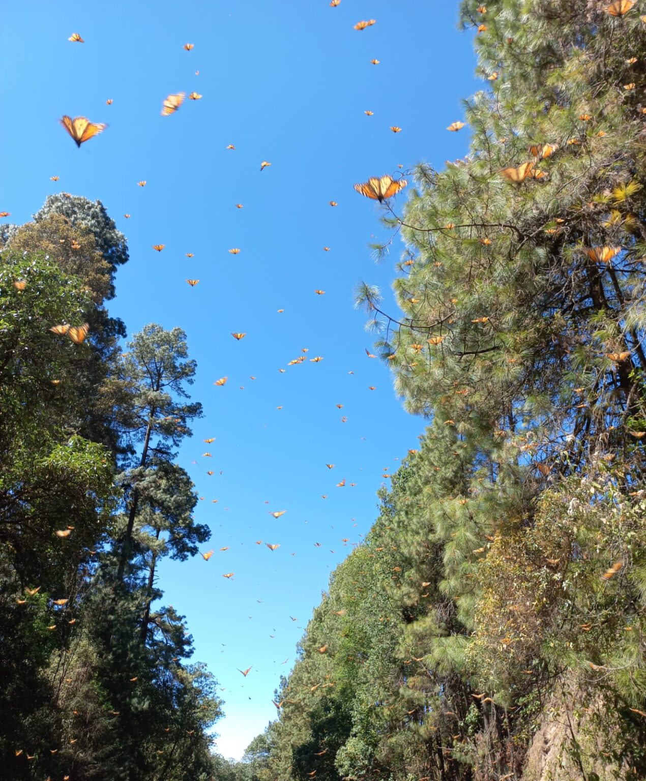 A New Monitoring Challenge: Protecting Forests from Pests