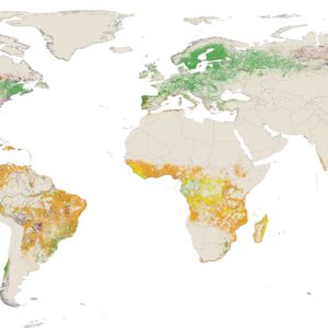 Tree Cover Data Sets on Global Forest Watch, Explained | GFW Blog