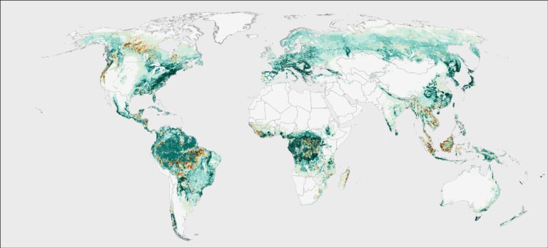 Global Forest Watch’s 2025 Tree Cover Loss Data Explained
