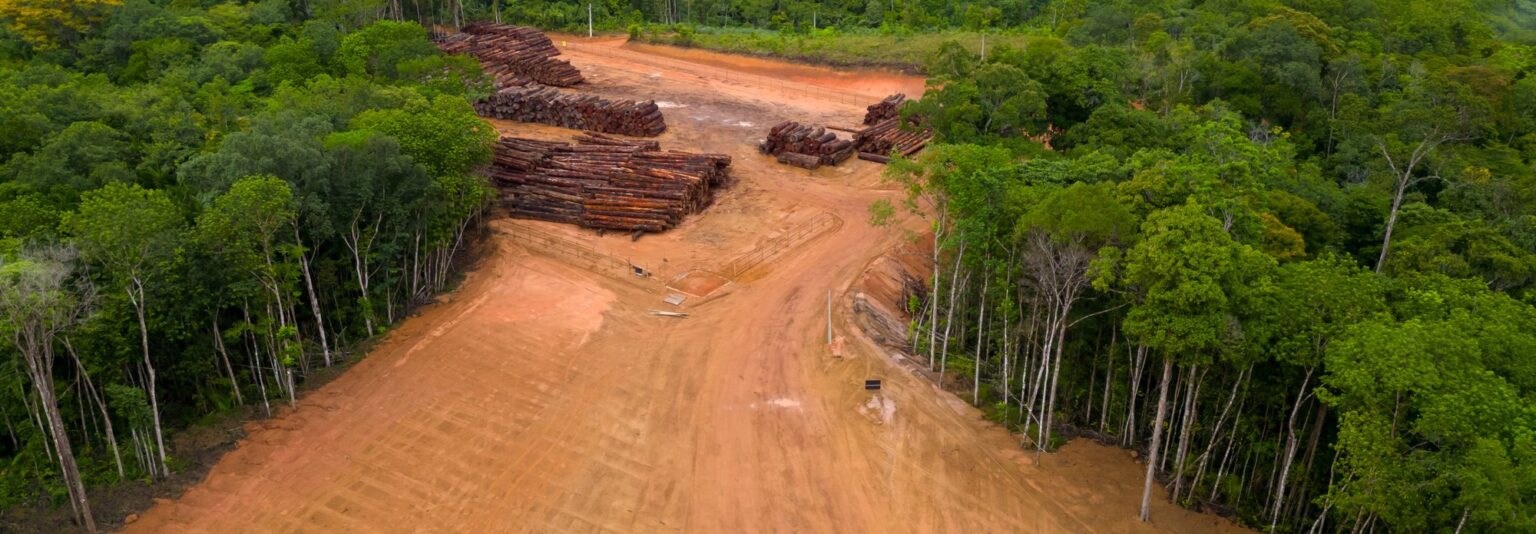 Forest News, Research & Monitoring | Global Forest Watch Blog