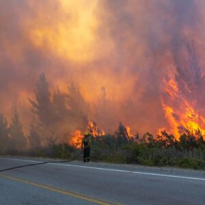 Forest News, Research & Monitoring | Global Forest Watch Blog