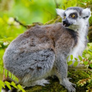 4 Species That Went Extinct This Century Because of Forest Loss ...